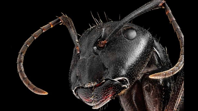 Can an ant’s face be so scary! Know a scary truth related to ants ...