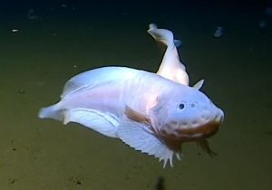 Viral Video : Deepest-ever fish filmed on camera in Pacific Ocean ...