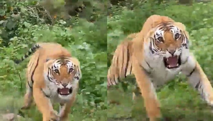 Viral Video: Tourists were taking photos of the tiger in the forest ...