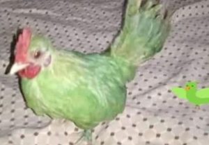Pakistani man painted a chicken green, then sold it online as a parrot ...