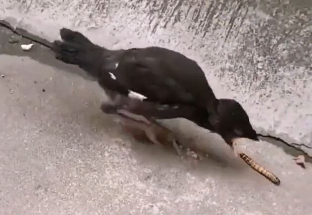 Video of a bird catching insects in a new way went viral, people were ...