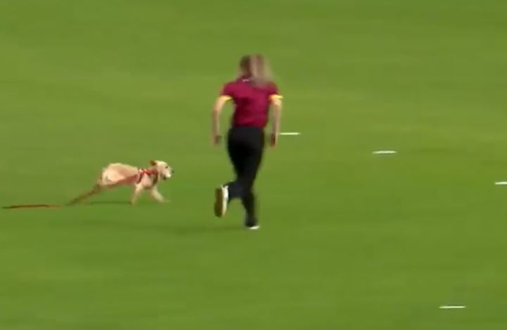 Video: Dog runs away from cricket match with ball in its mouth ...