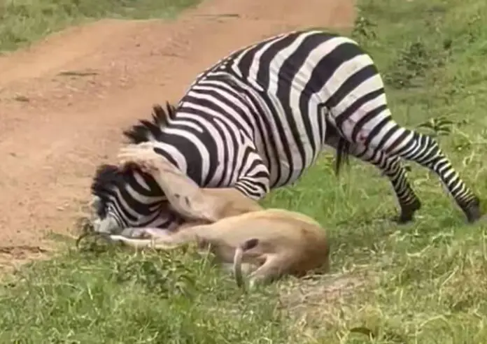 Fight between a lioness and a zebra created a sensation in the jungle ...